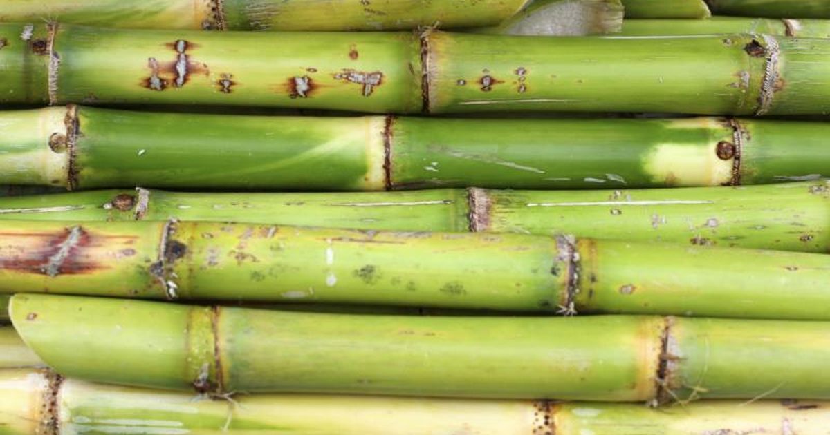 US FDA – Guidance on the use of term “evaporated cane juice” – FOOD LAW ...